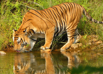 Tiger-small - Above The Himalaya