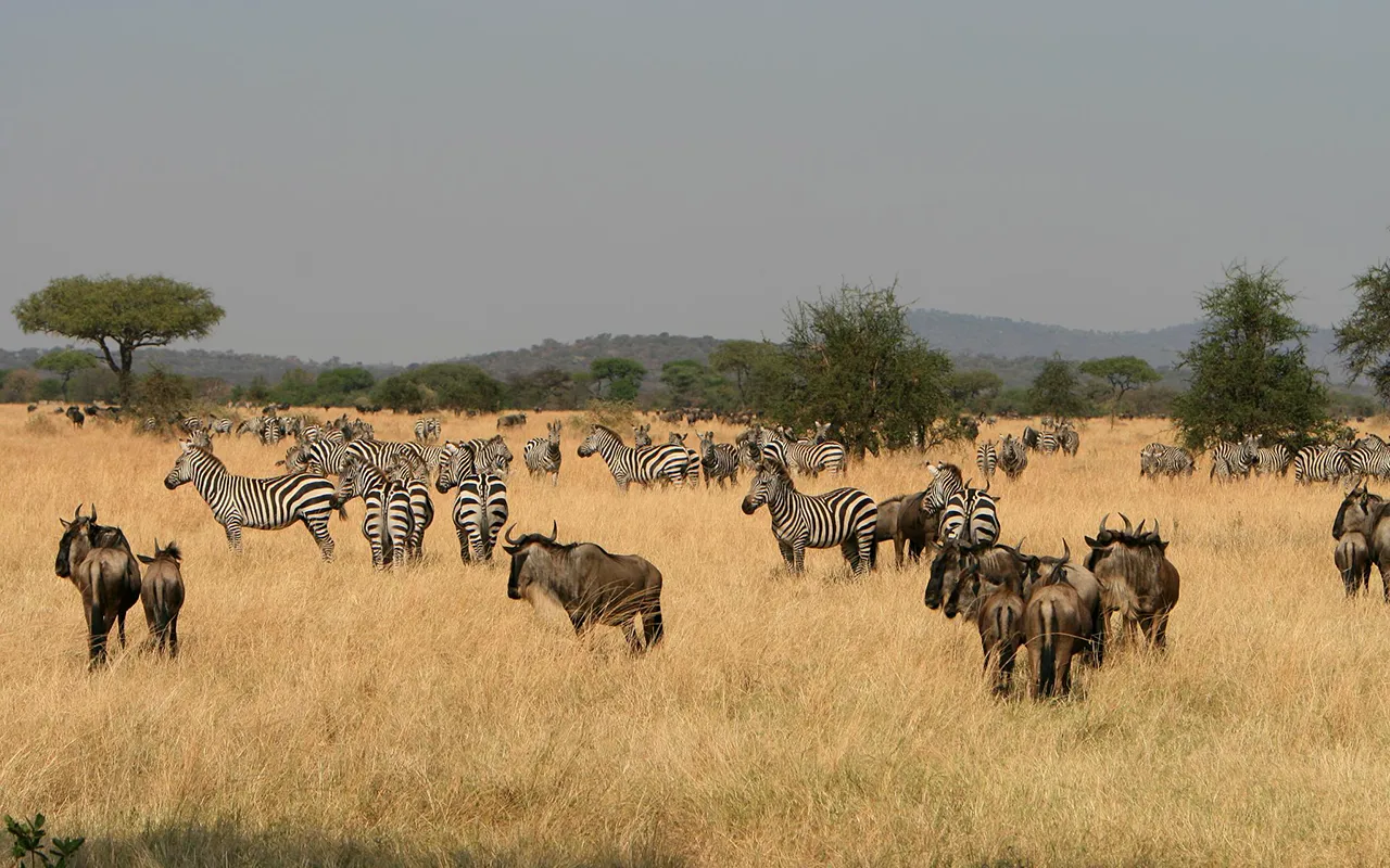 Safari Margasatwa ing Tanzania - Petualangan Ultimate Afrika